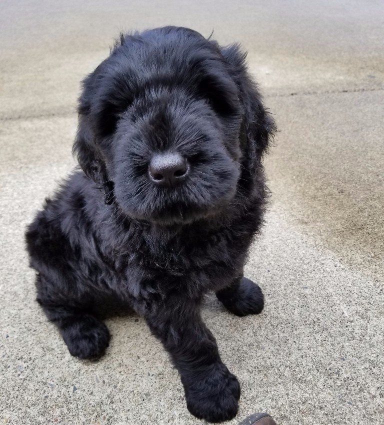 Black Russian Terrier Puppies for Sale - AKC Breeder