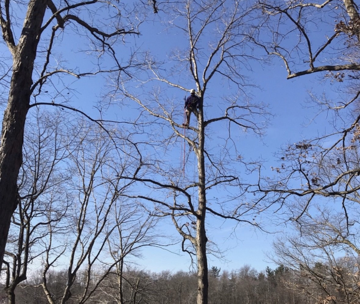 Tree Care — Middlesex County, New Jersey — Mickiewicz Arbor Experts, LLC