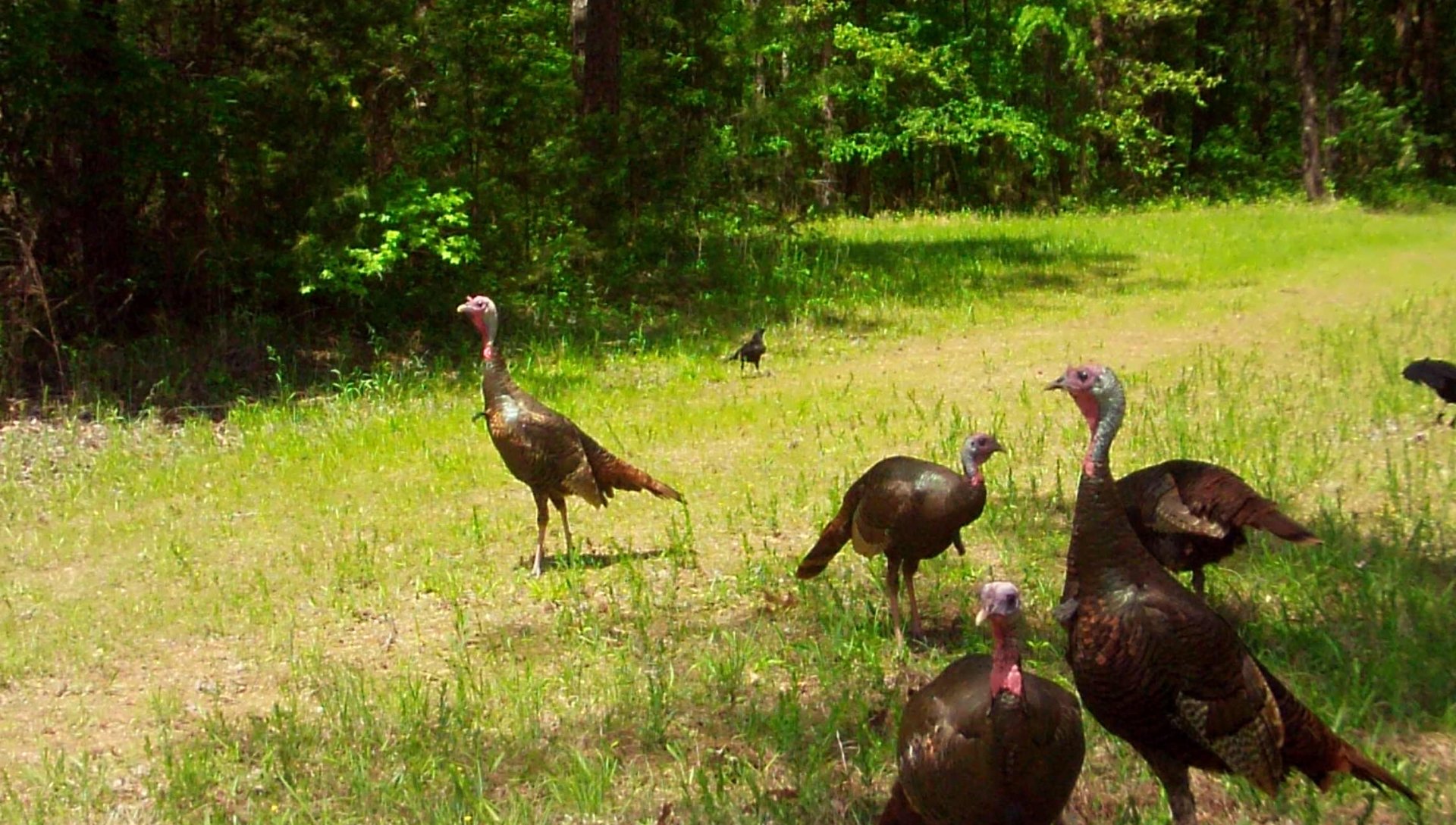 KEELKREEK KAMS- TURKEY