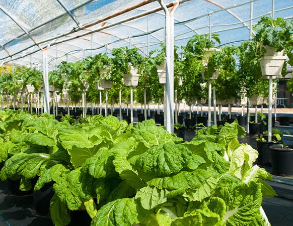 Hydroponic Gardening in Townsville | NQ Hydroponics