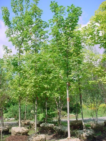 Waterford Vermont Trees | Vermont Maple Trees