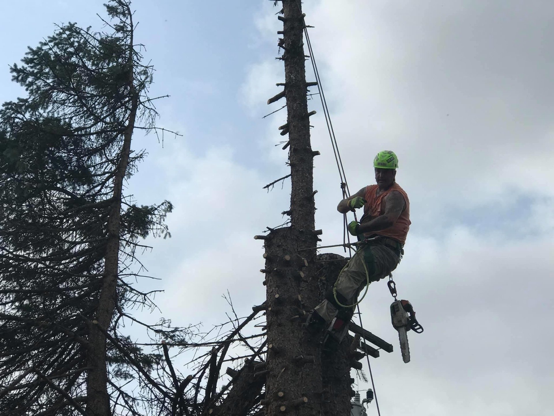 Tree Services - Sarasota, FL – Native Tree Service