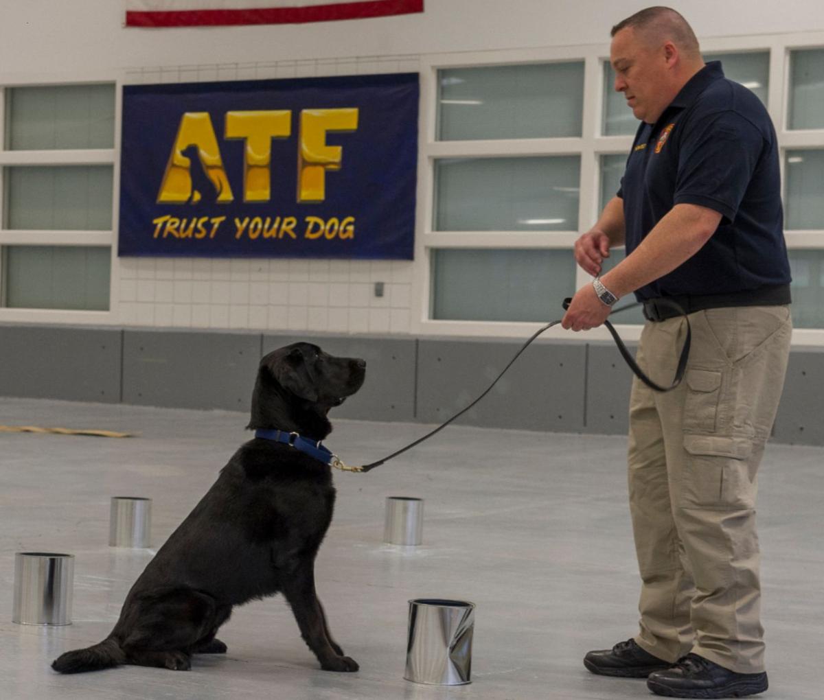 Alcohol Tobacco & Firearms (ATF) Special Agent Careers Info