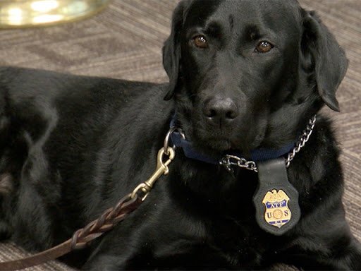 Alcohol Tobacco & Firearms (ATF) Special Agent Careers Info