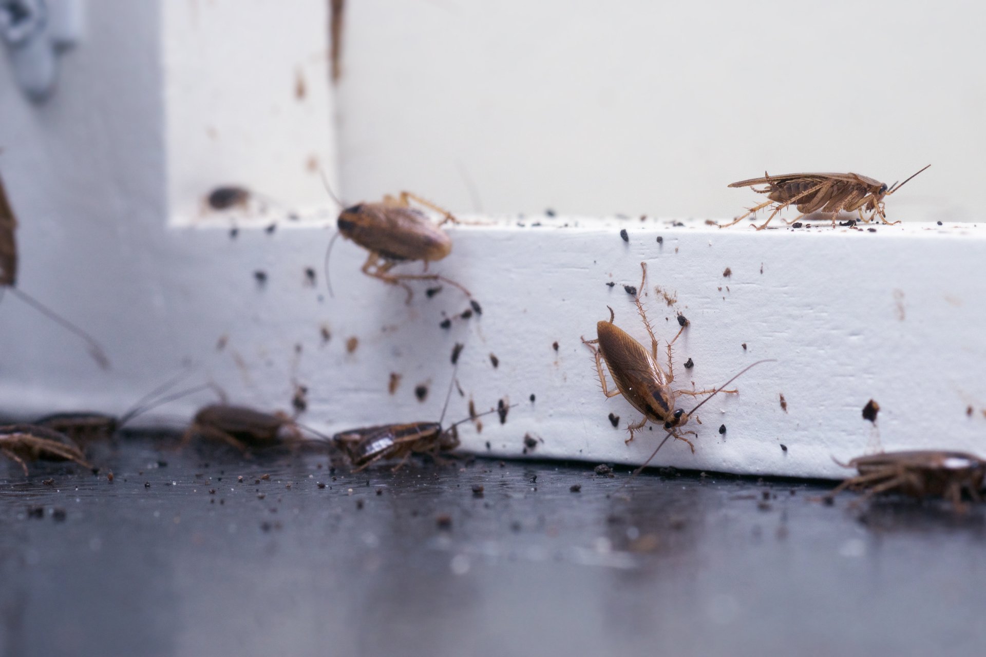 Cockroach Control | All In One Pest Control