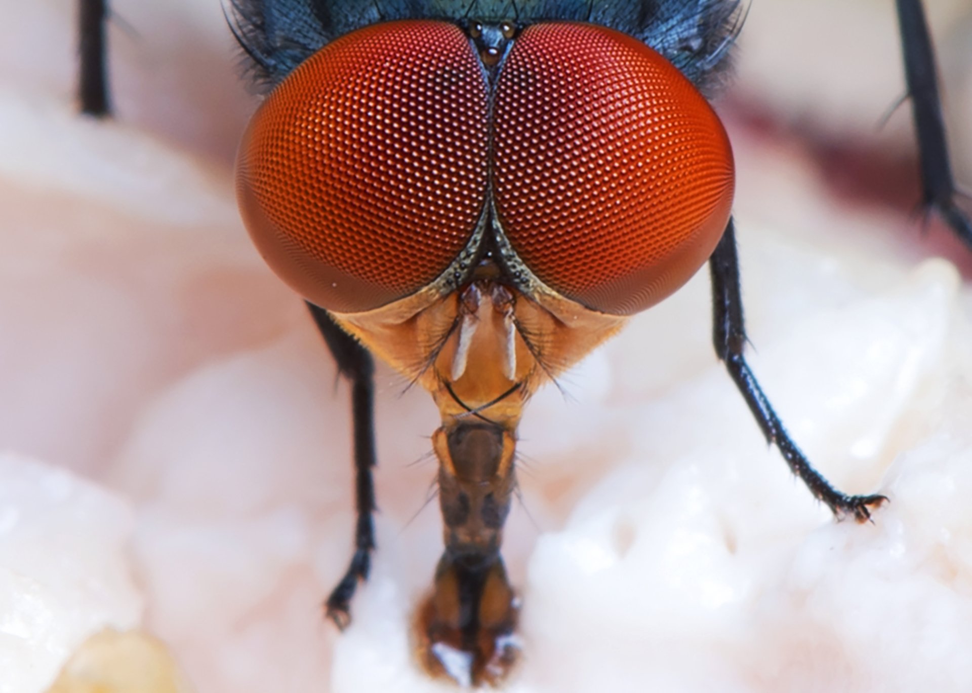 Fly Pest Control & Exterminator Services | All in One Pest Control