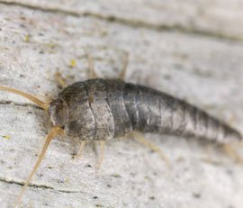 Pest Library | All In One Pest Control