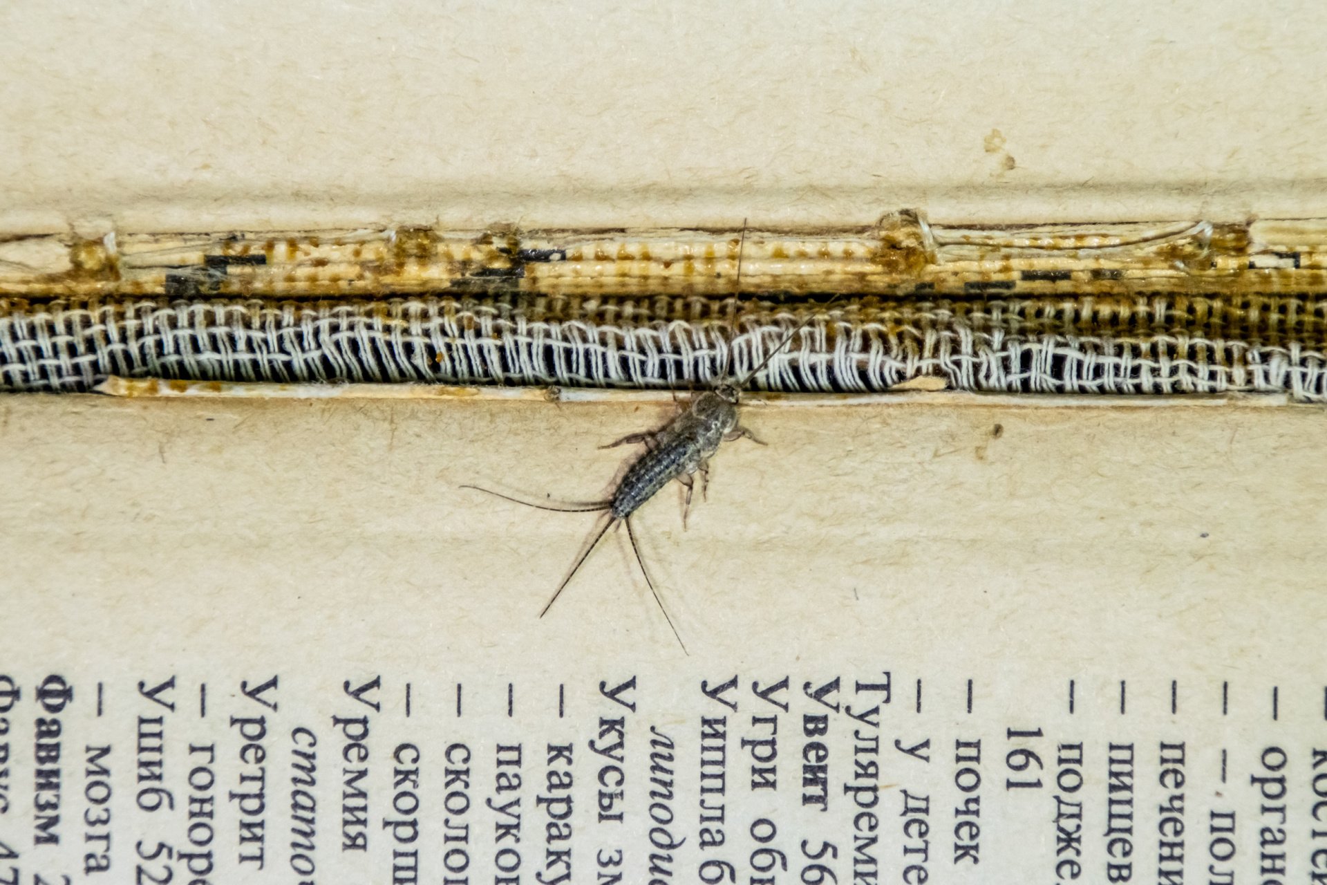 Silverfish Pest Control & Extermination | All In One Pest Control