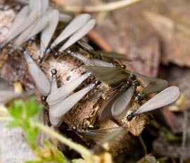 Sacramento Termite Services