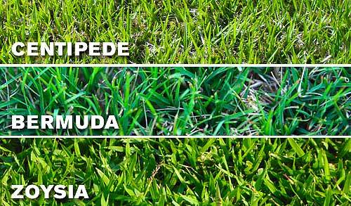 Warm Season Turf Program | Turfology Lawn Care Service