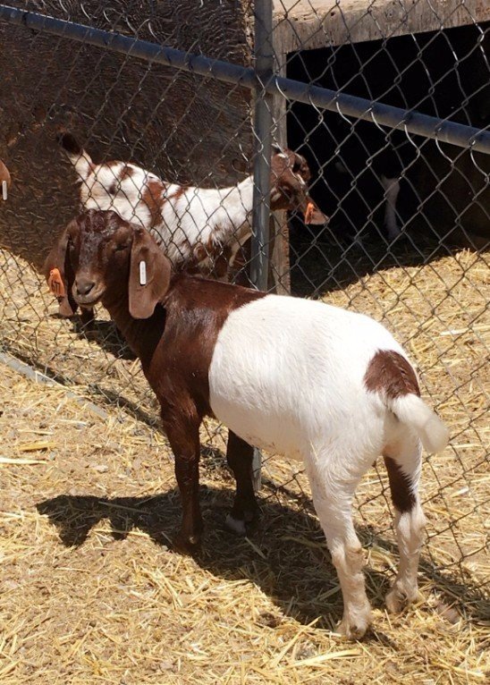 2017 Show Wethers