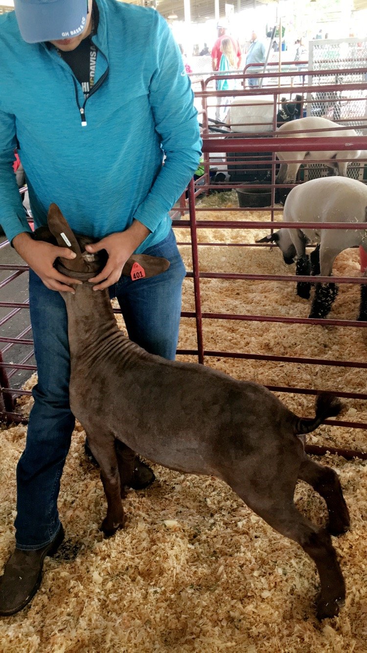 2017 Show Wethers