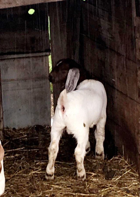 2017 Show Wethers