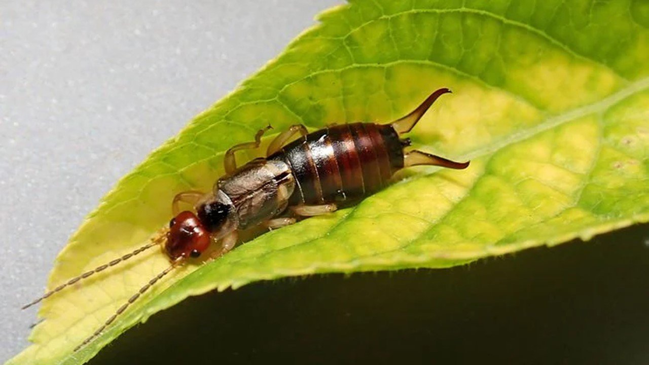 Getting Over the Myths Surrounding Earwigs