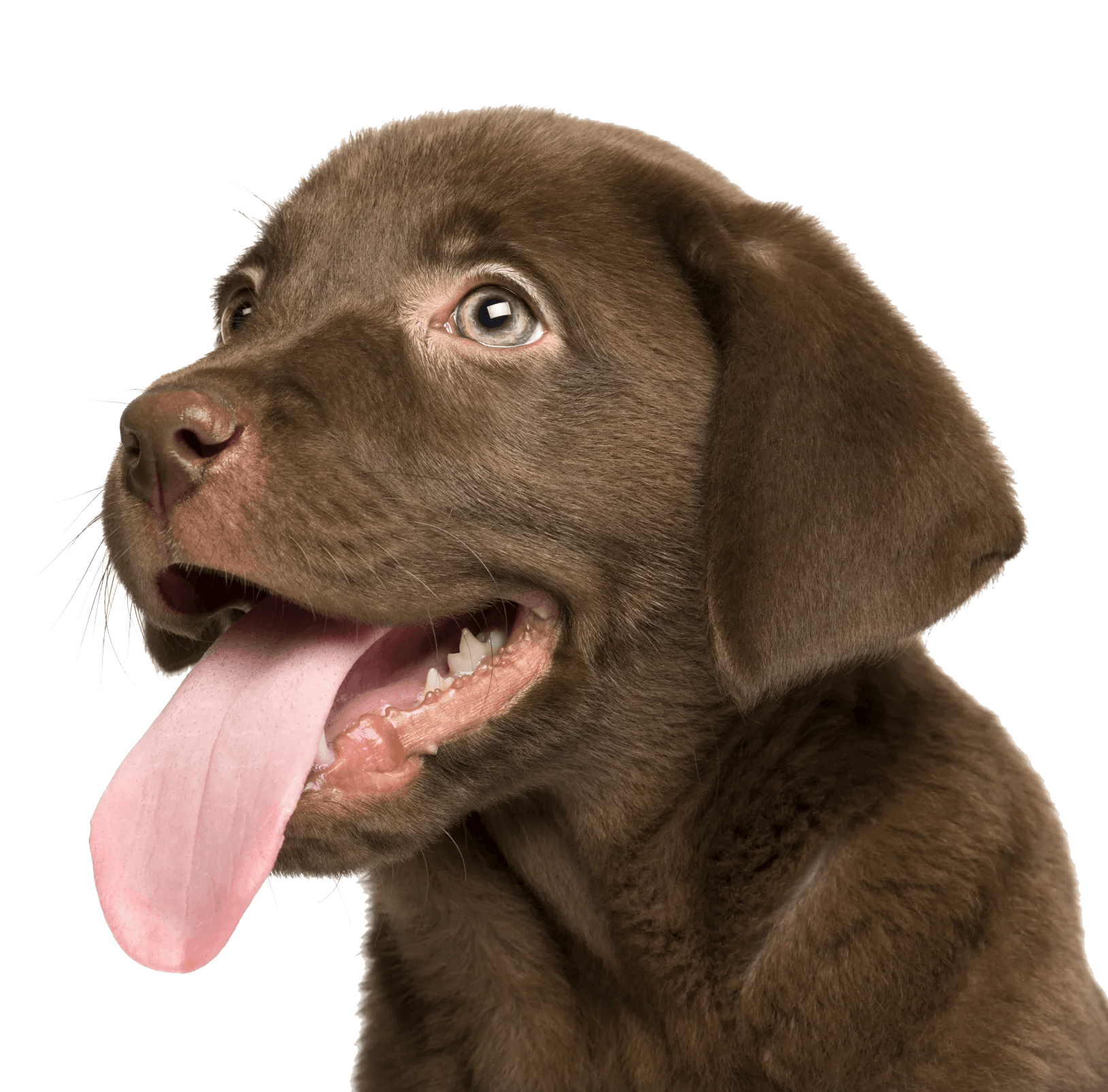 Dog Sitting Dog Sitting Boarding And Training Aurora CO