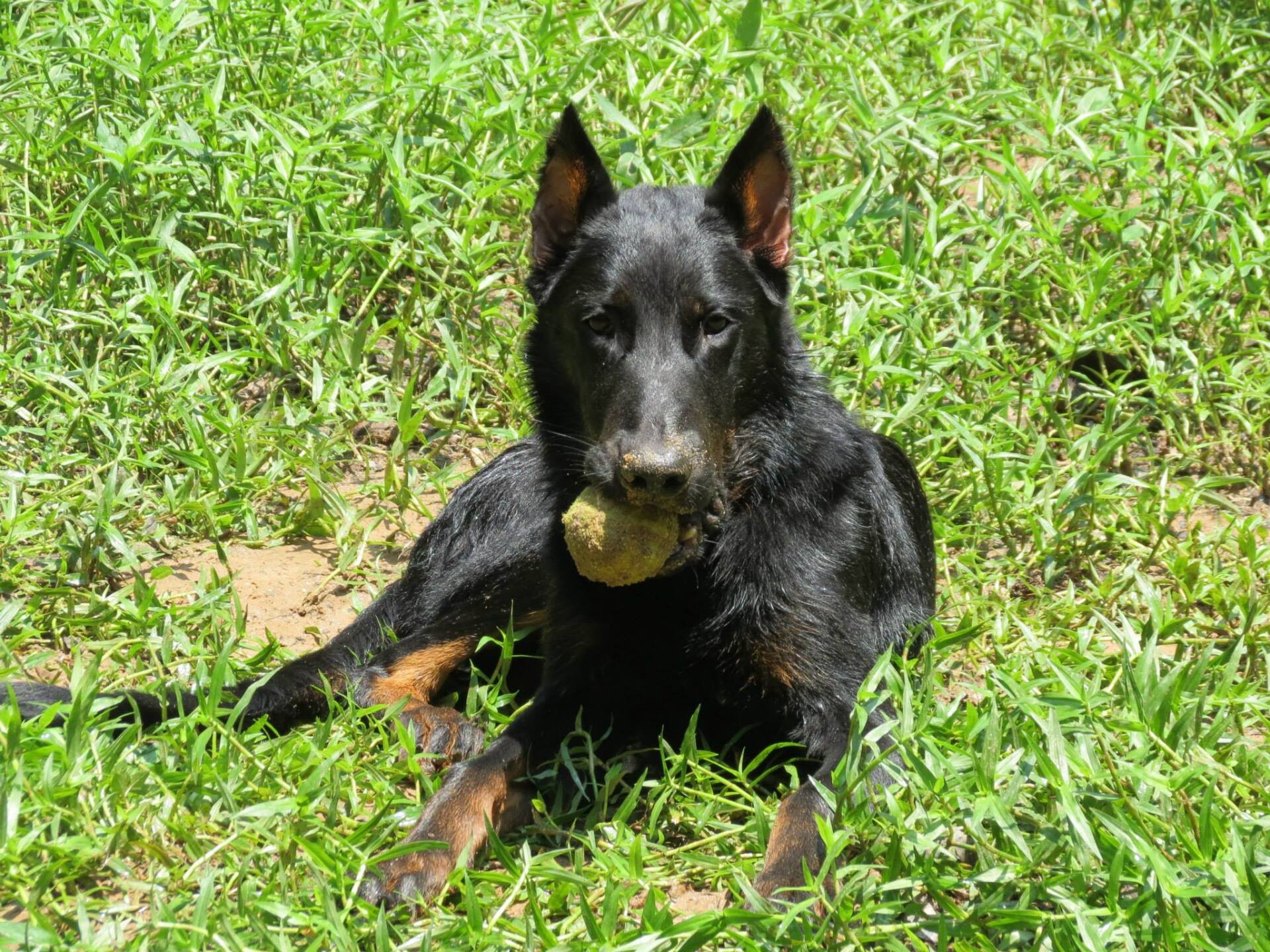 Ear Crops by Dr. Crowe in Charleston, SC