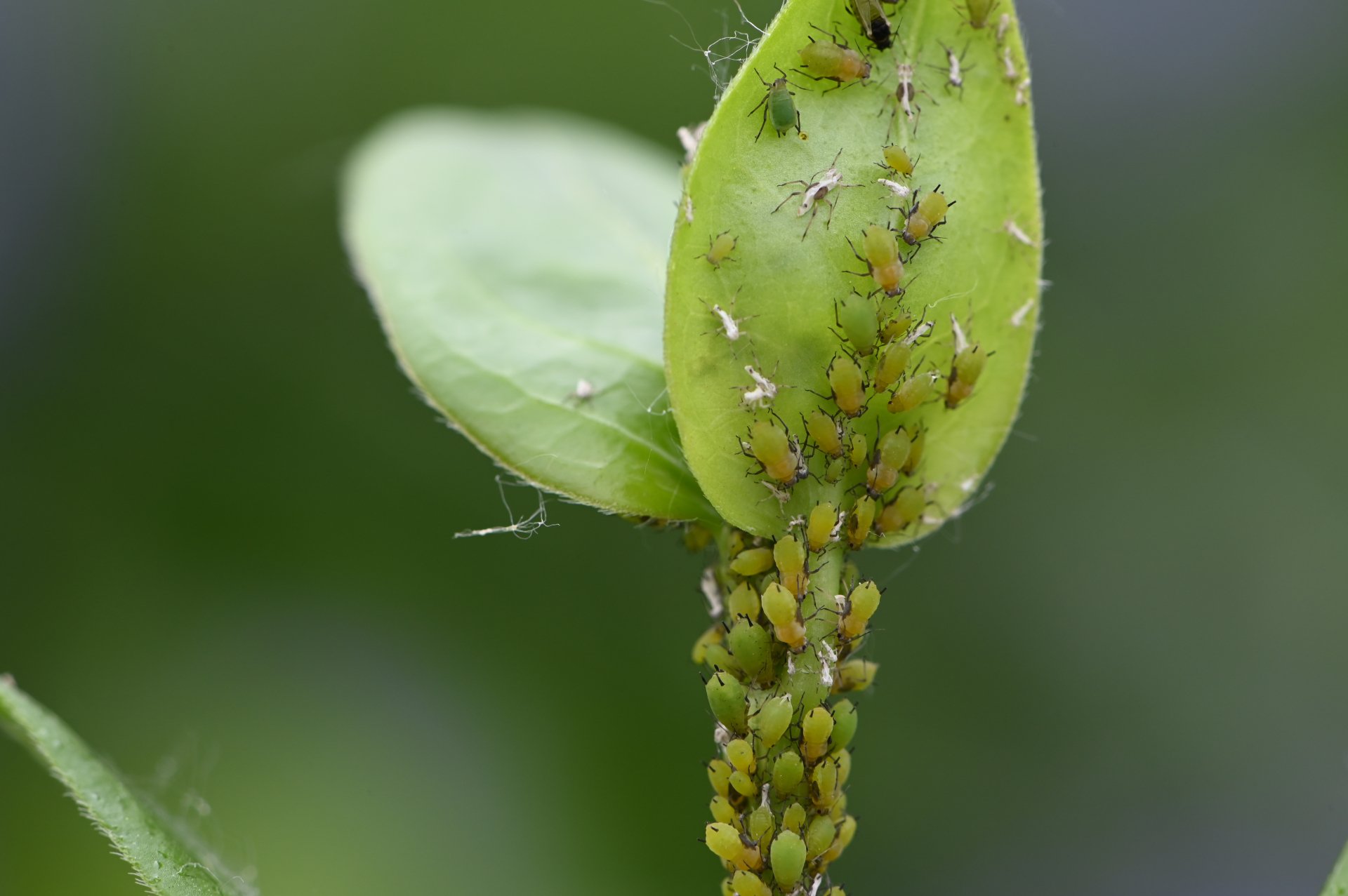 Why Are Aphids Important For A Wildlife Friendly Garden?