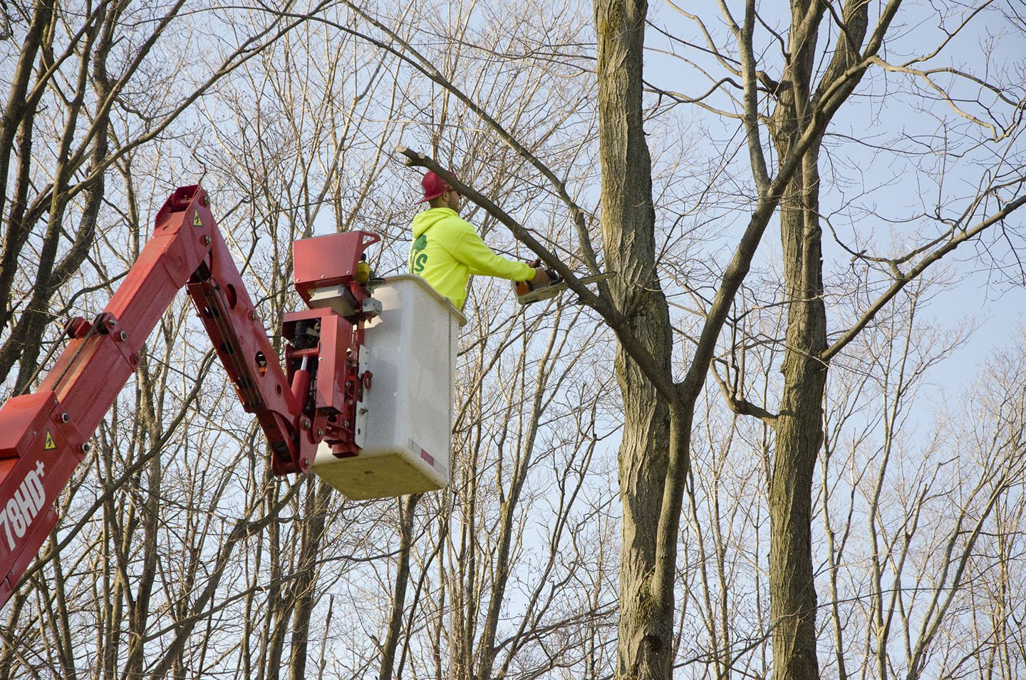 Mays Tree Service | Buffalo, NY | Tree Removal Company