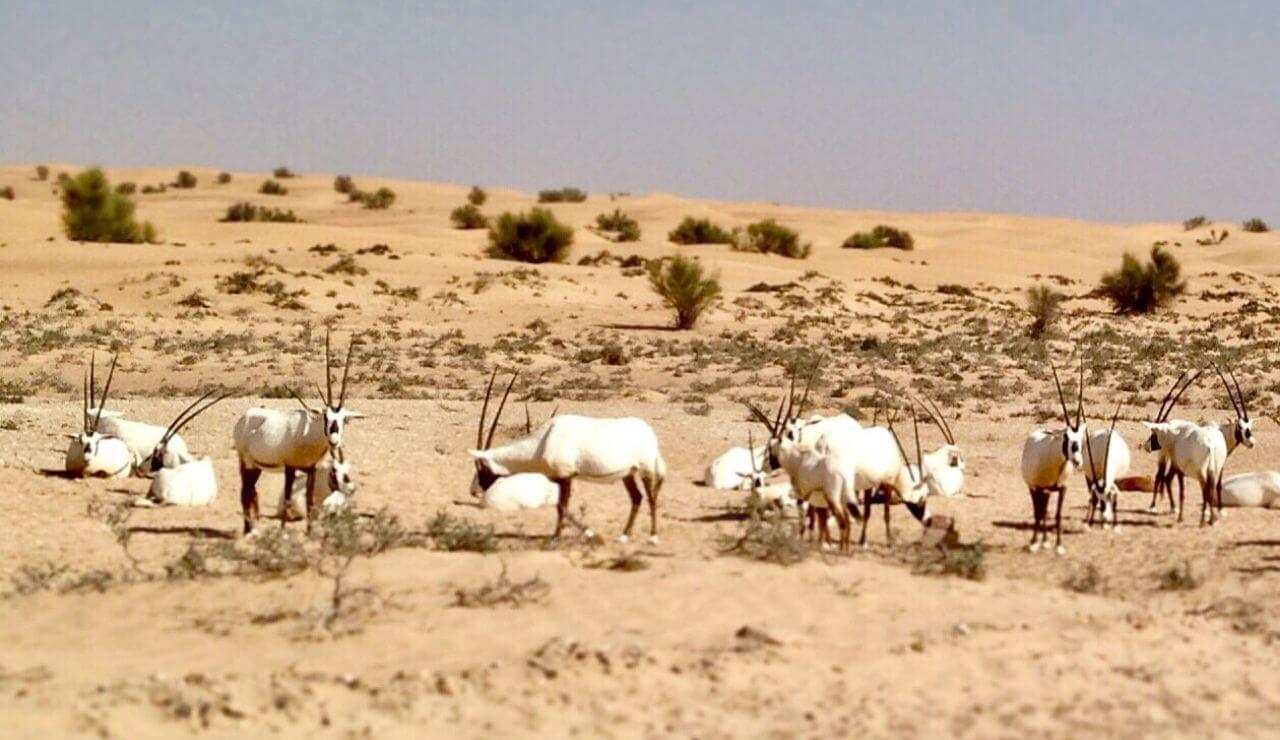 Arabian Oryx Conservation Story