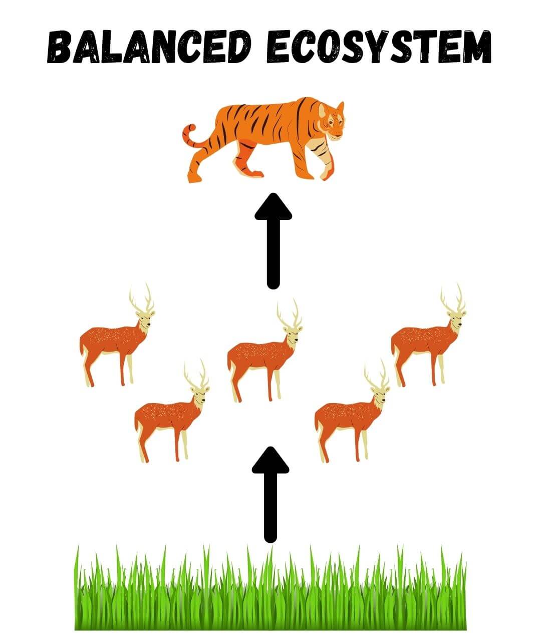 Critical Critters