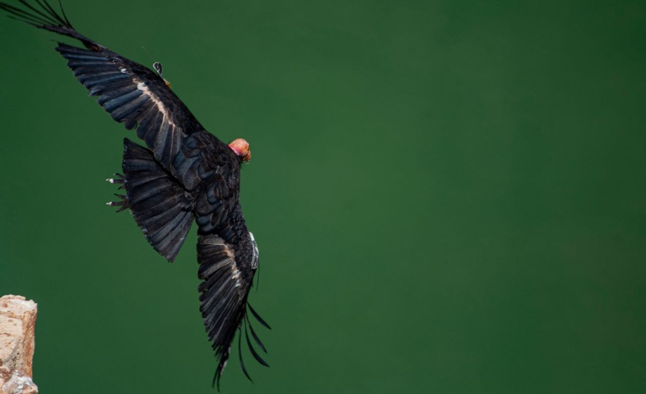California Condor Conservation Story