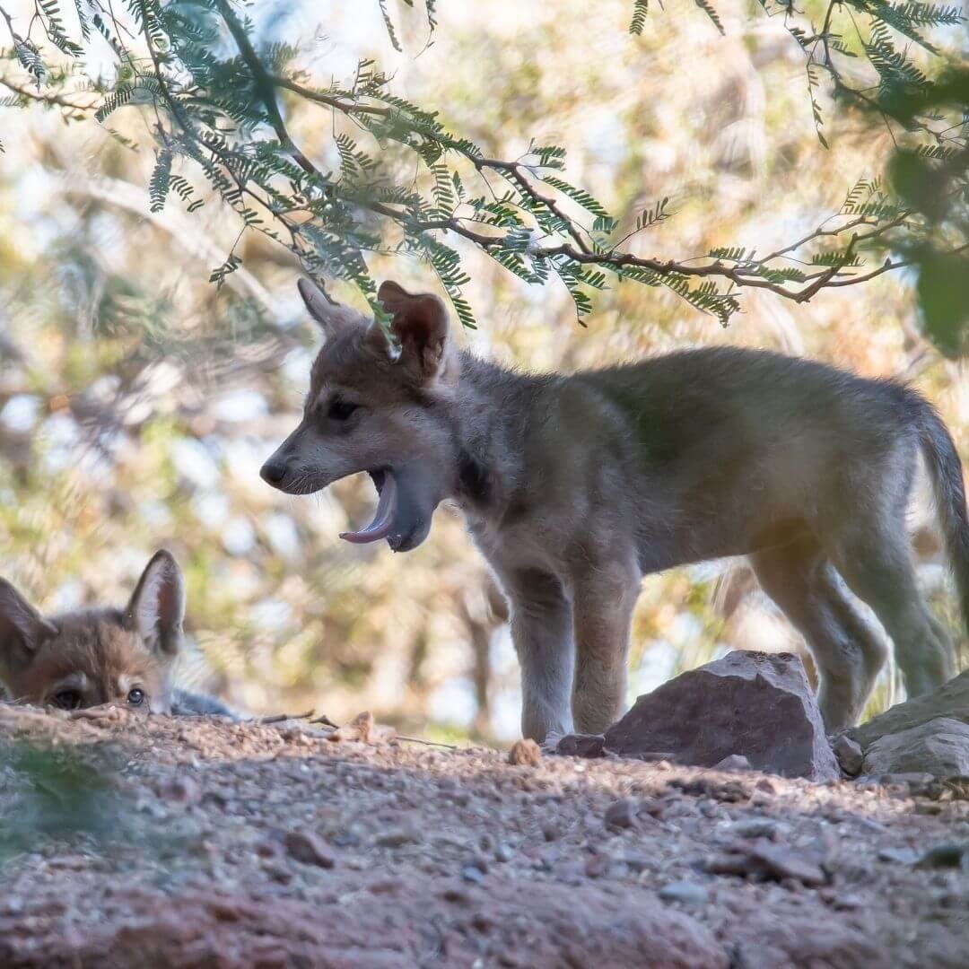 Mexican Gray Wolf Conservation Story
