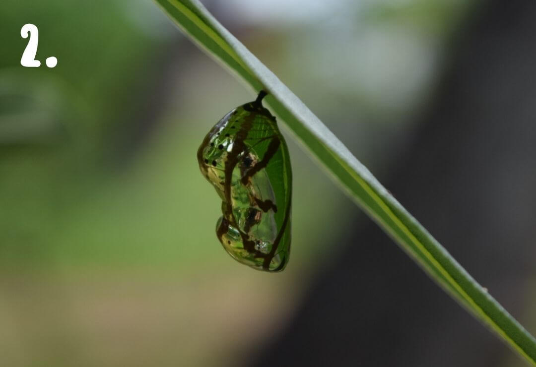 Insect Metamorphosis Mini Lesson