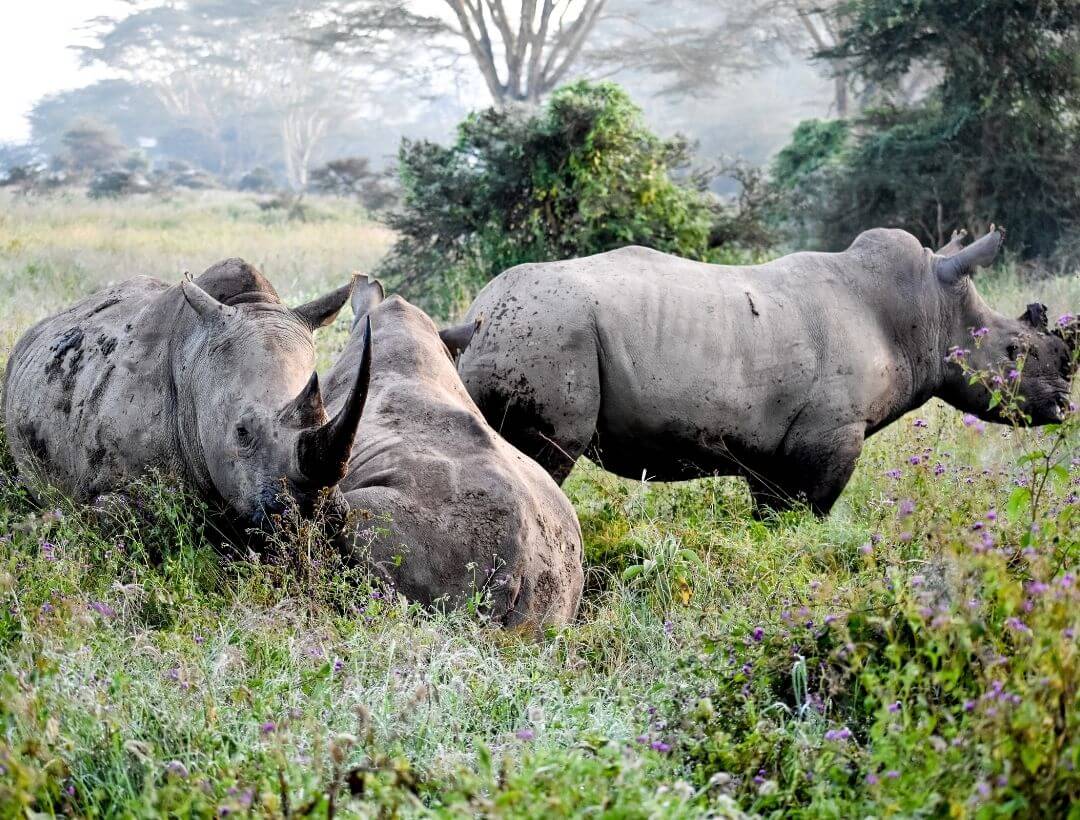 Northern White Rhinoceros Conservation Story