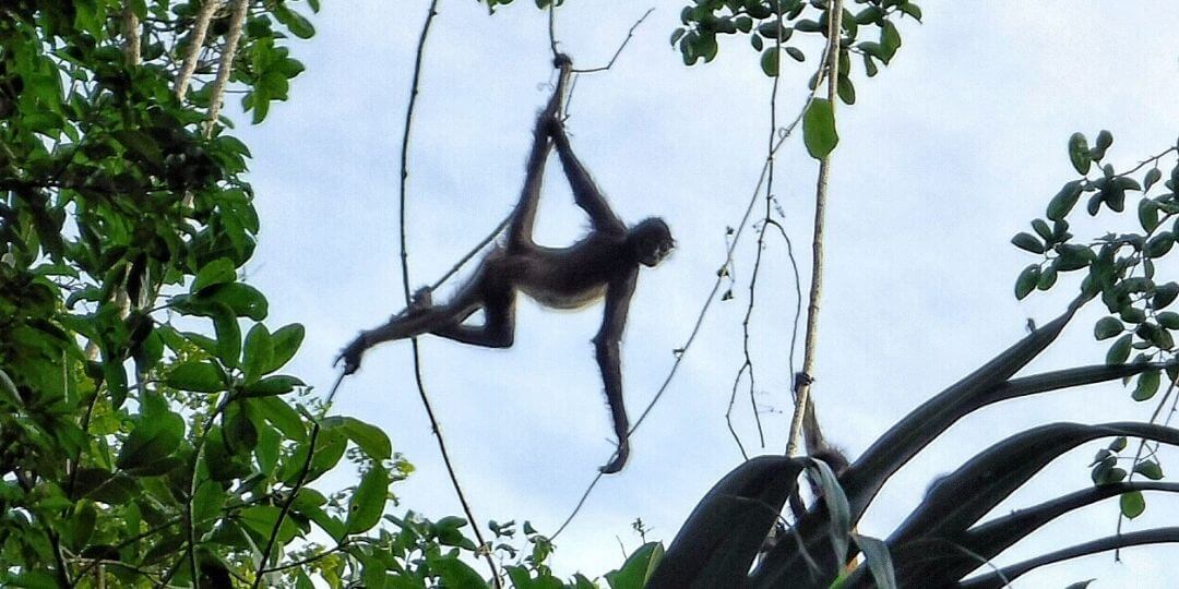 Rainforest Ecosystem Mini Lesson