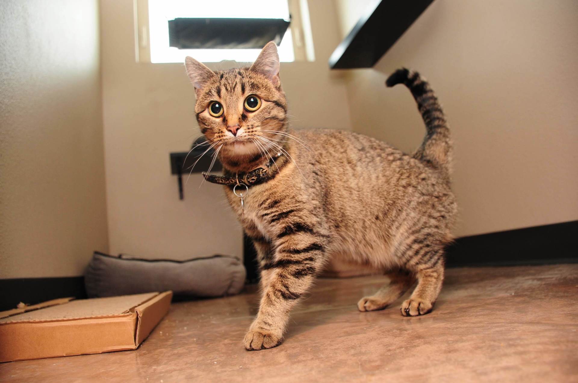 Cat Boarding
