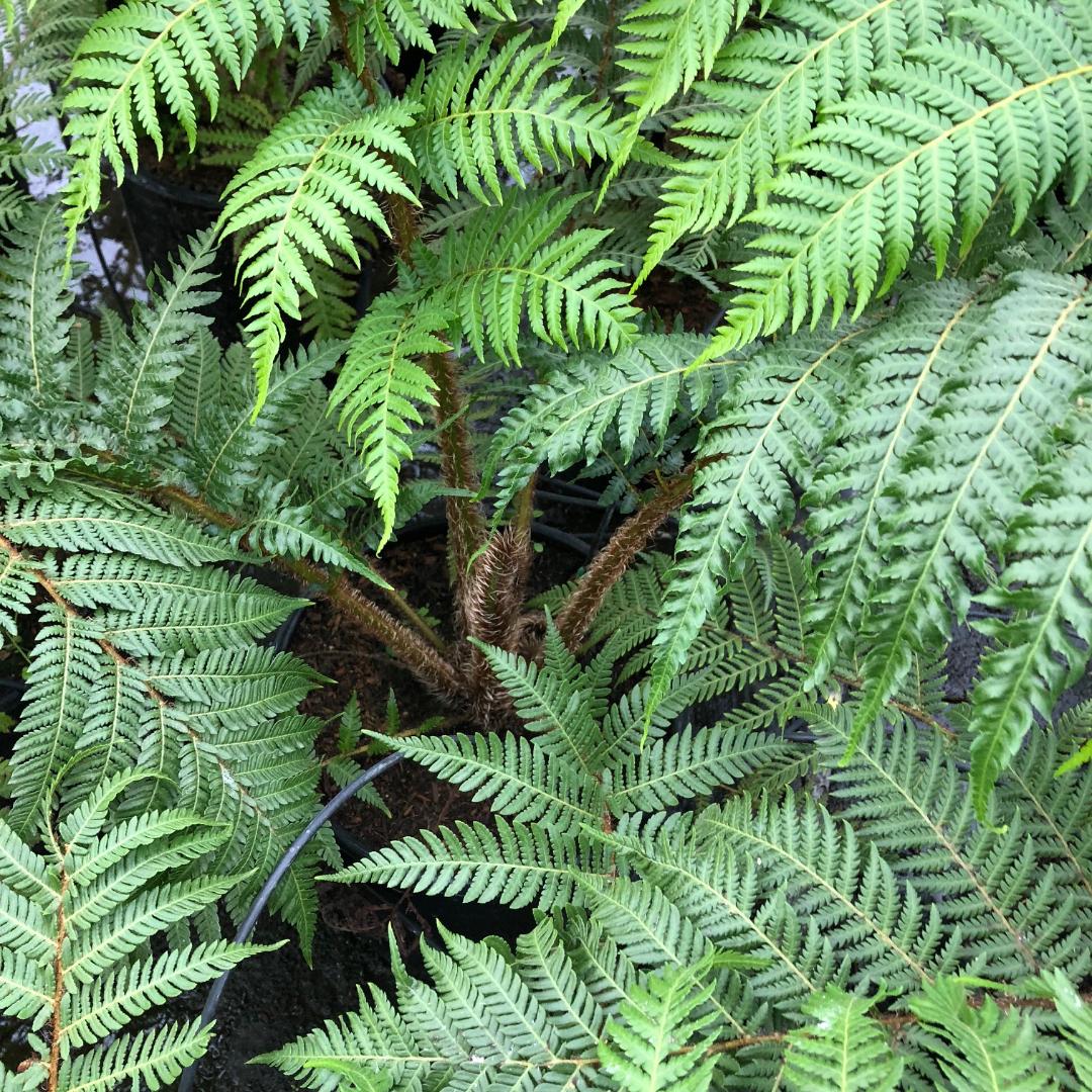 Ferns