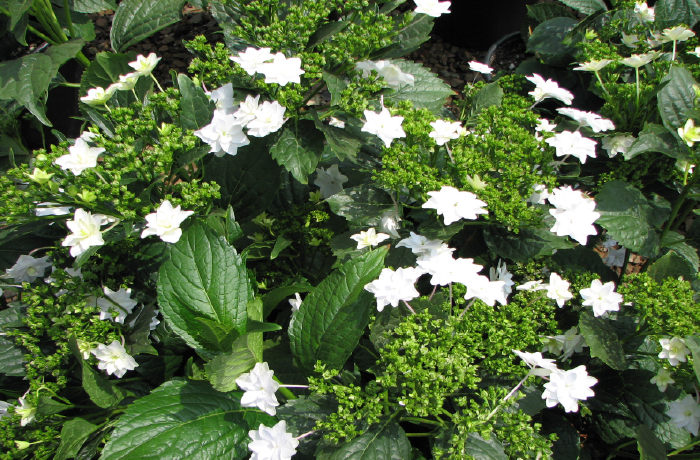Hydrangeas