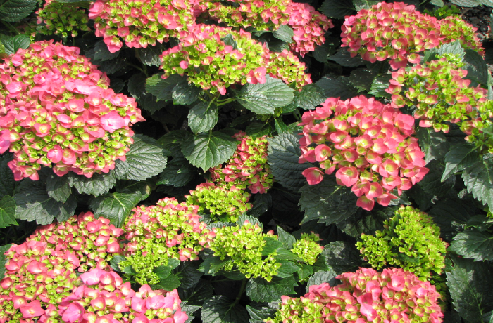 Hydrangeas