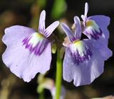 Top End Native Plant Society, Darwin and Northern Territory