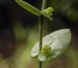 Top End Native Plant Society, Darwin and Northern Territory