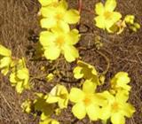 Top End Native Plant Society, Darwin and Northern Territory