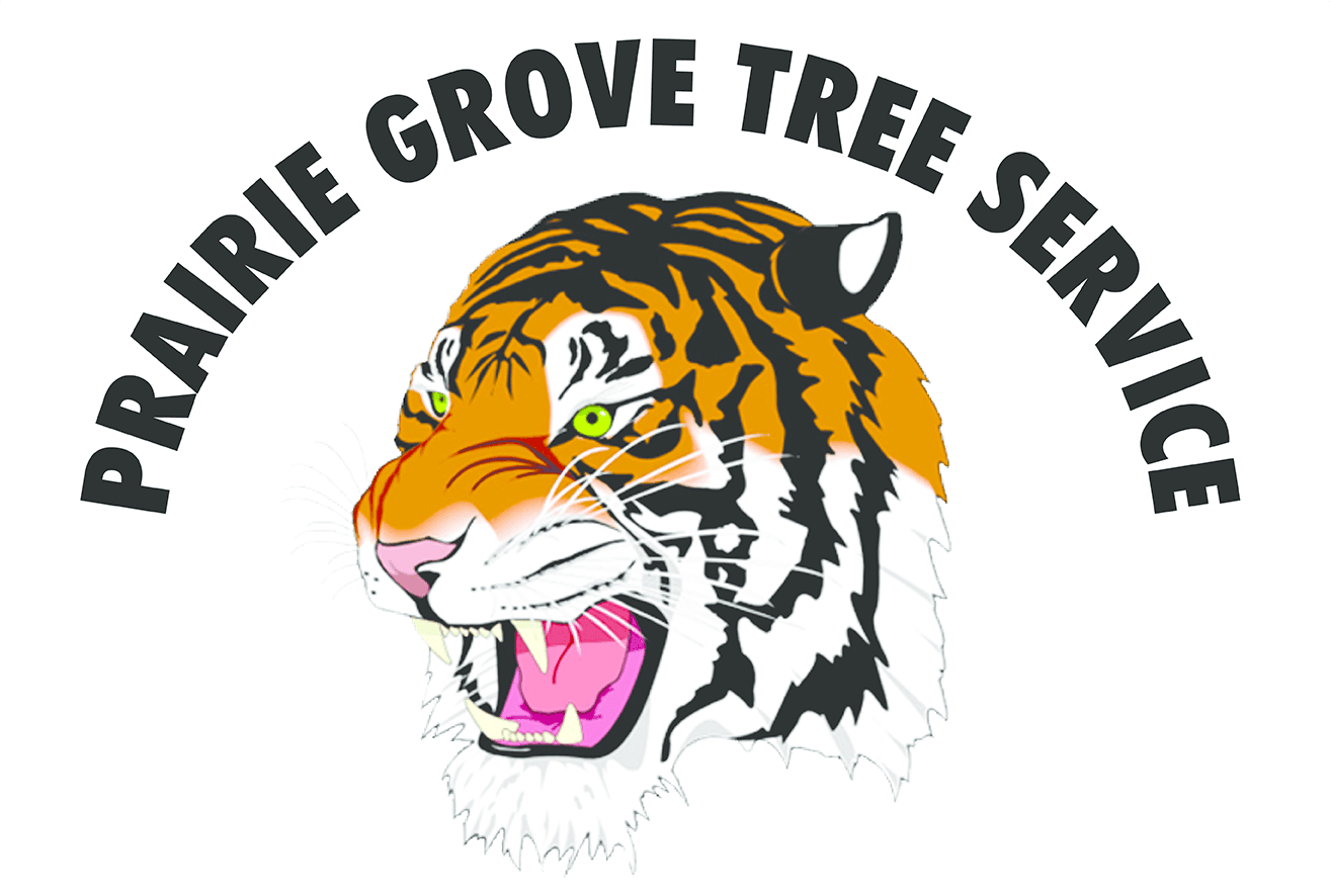 Tree Services in NWA | Prairie Grove Tree Service