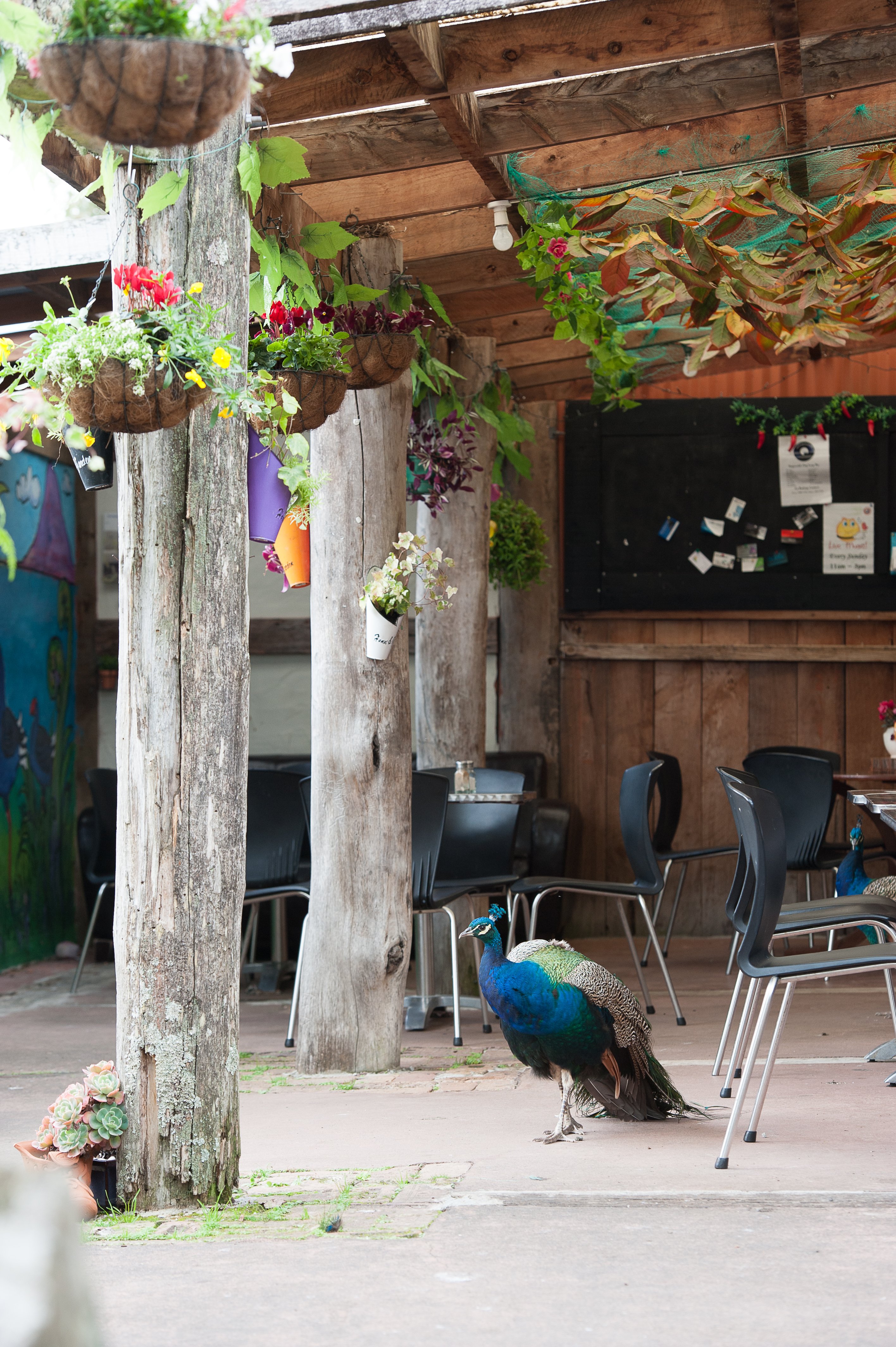 Pukeko Cafe (Baohui Trading Ltd )