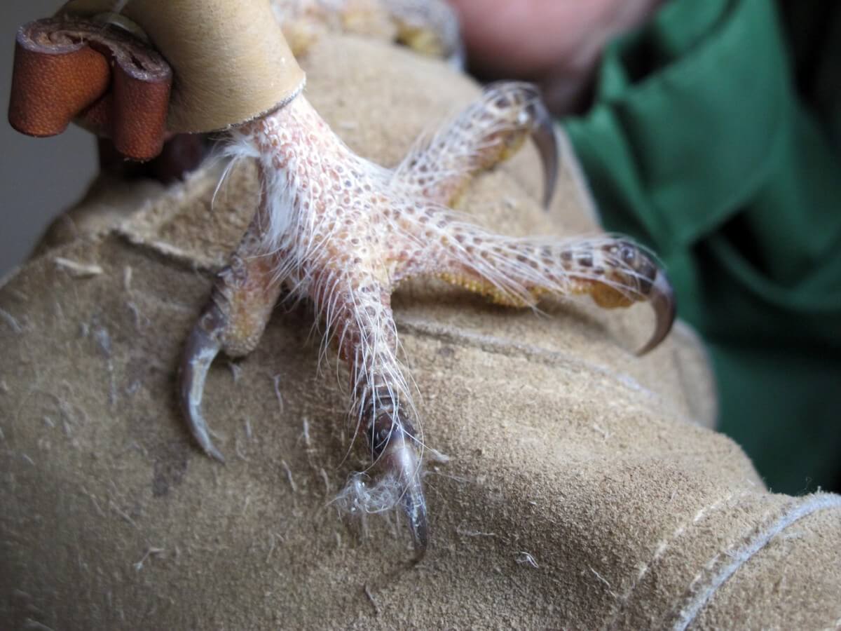 Falconry Experiences & Events - Testimonials | West Sussex Falconry