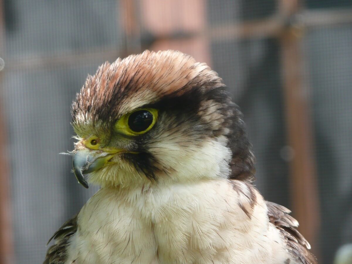 Falconry Experiences & Events - Testimonials | West Sussex Falconry