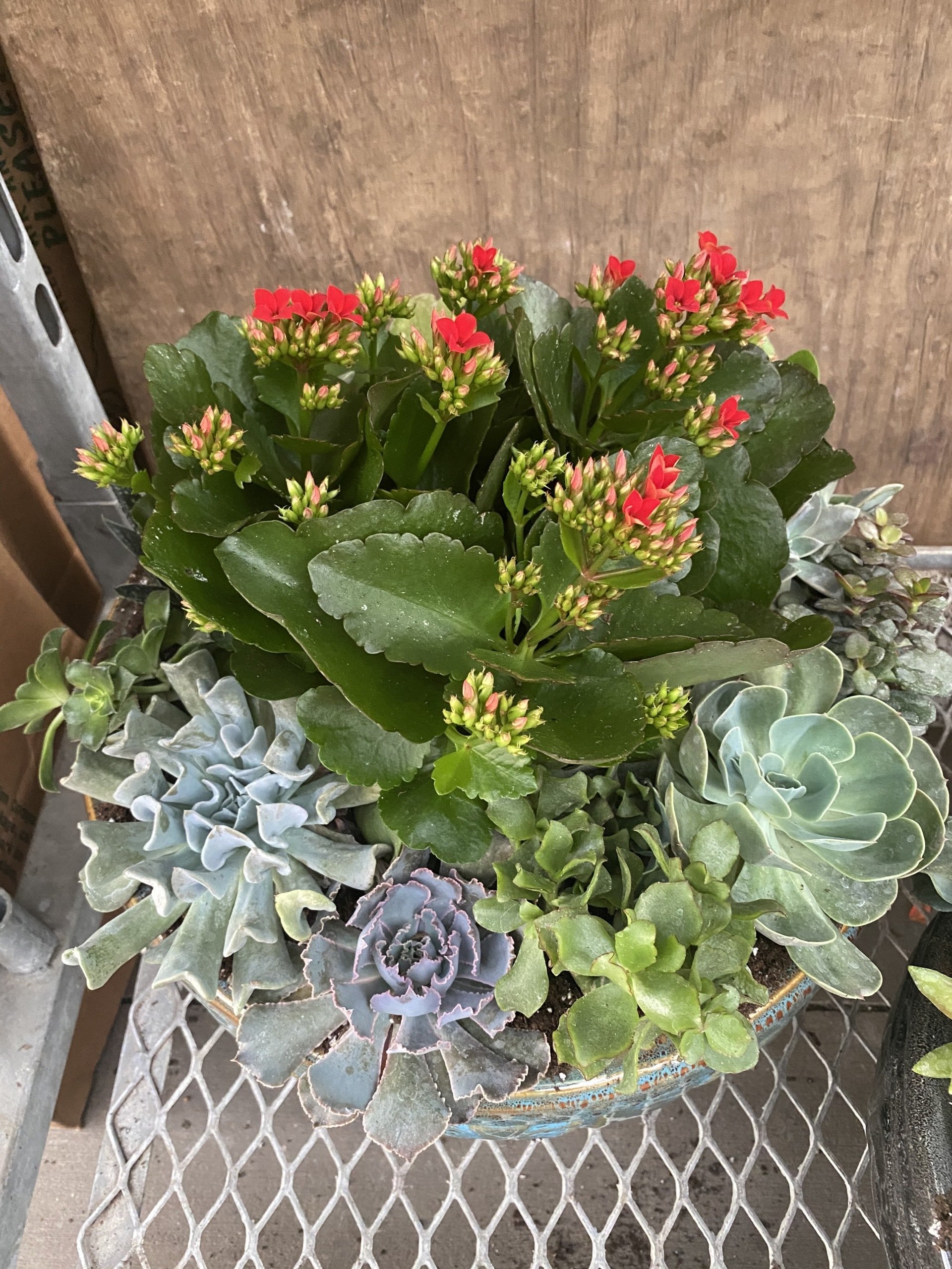 Cactus and Succulent Gardens CNY I Spring Cactus Gardens CNY I Spring ...