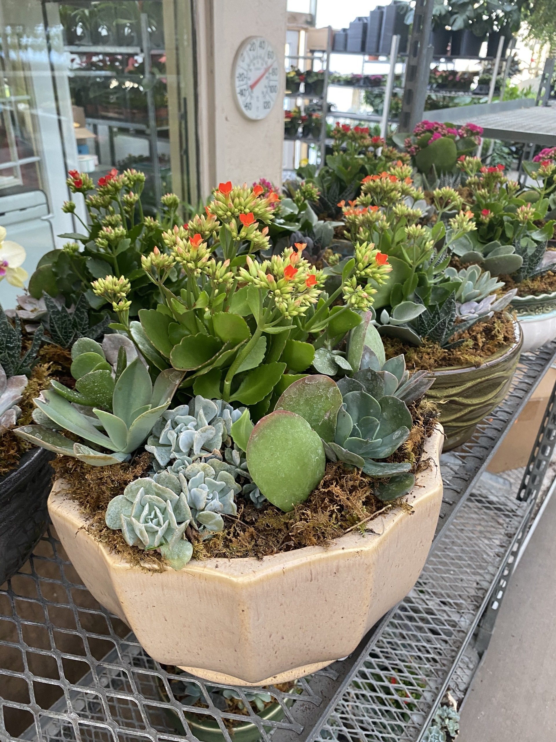 Cactus and Succulent Gardens CNY I Spring Cactus Gardens CNY I Spring ...