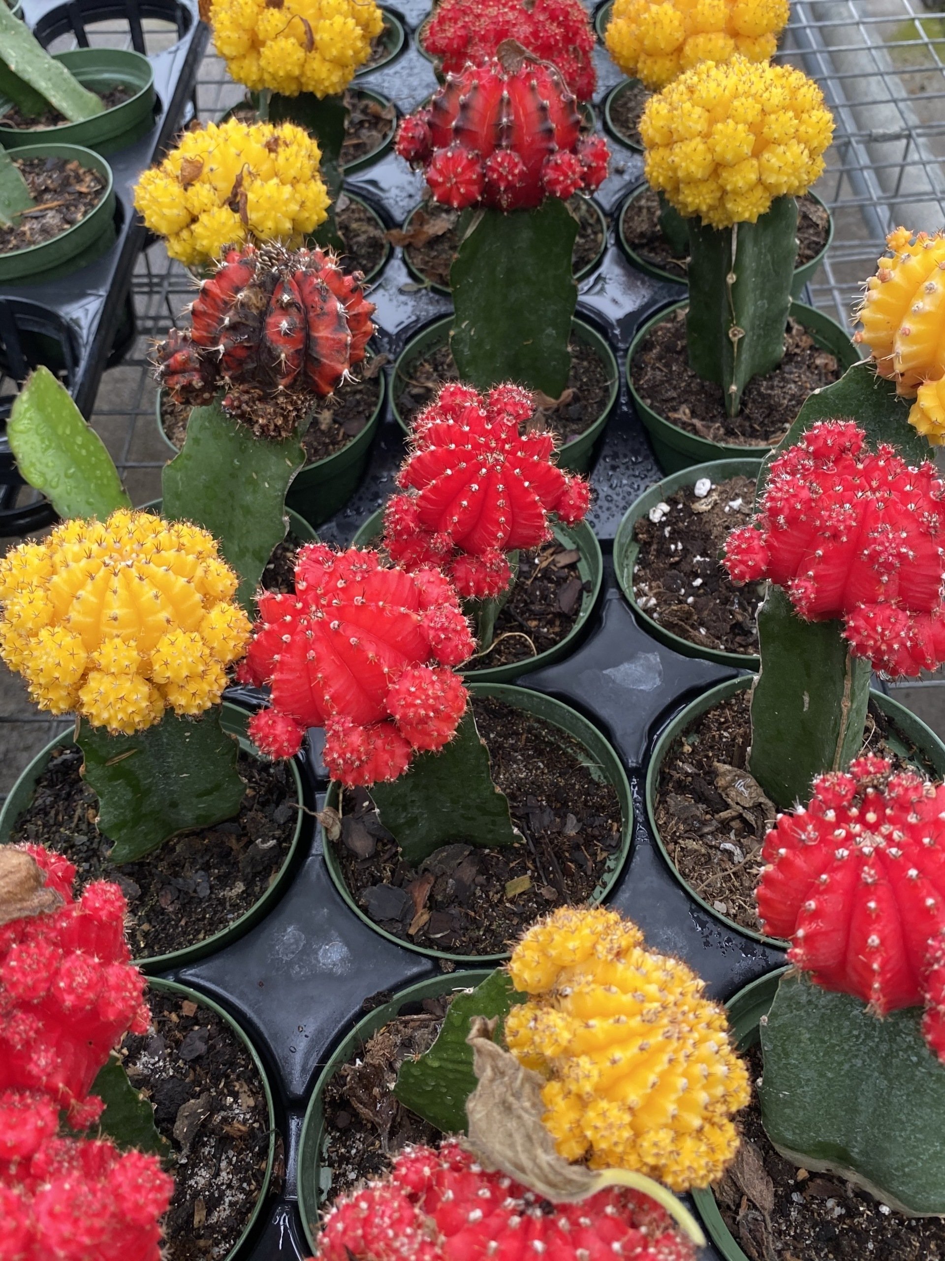 CNY Cactus Succulents Aloe Baldwinsville NY I Year Round Greenhouse ...