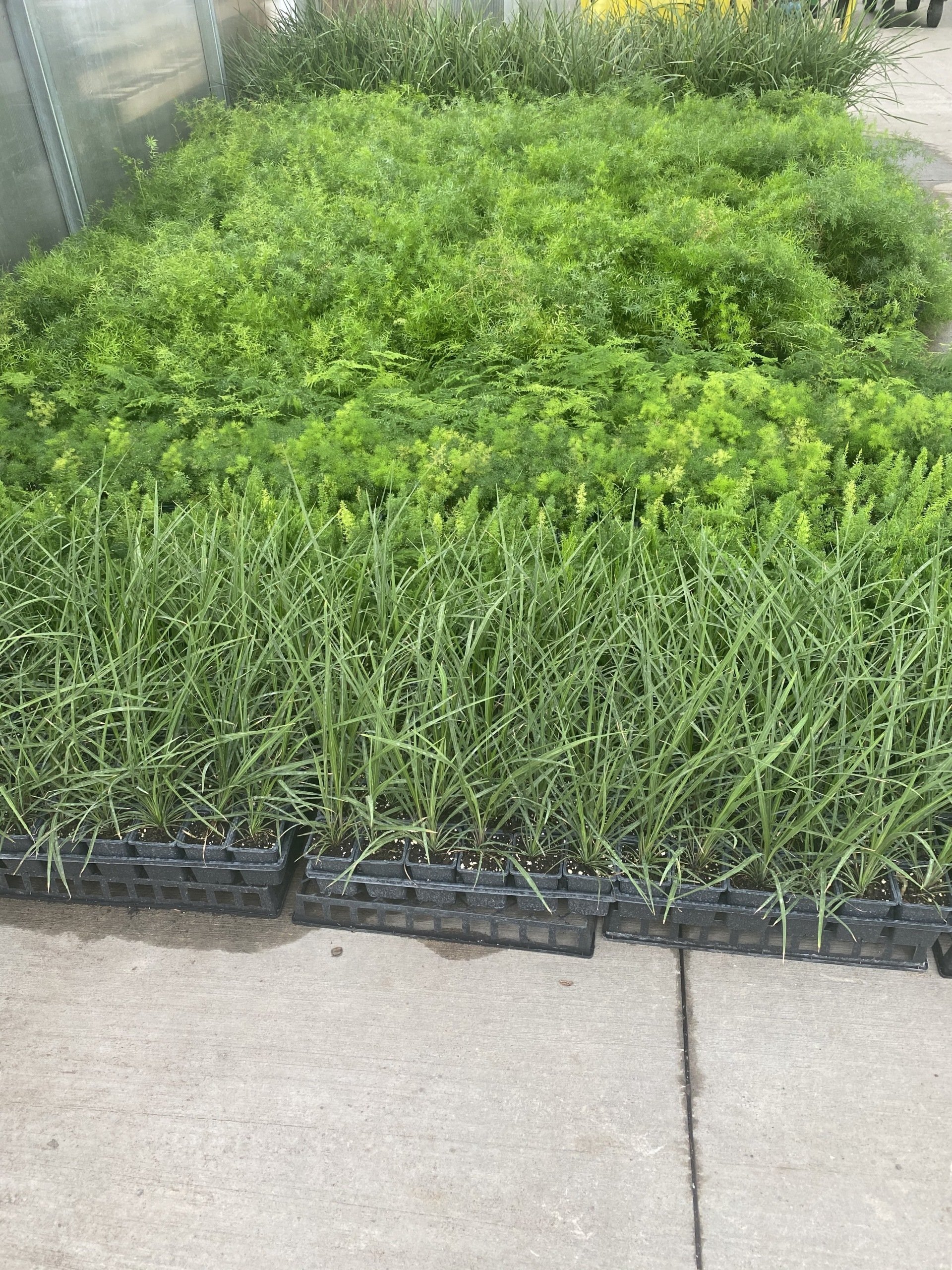 Accent Plants Flowering Annuals CNY I Spring Plants Flowers CNY I ...