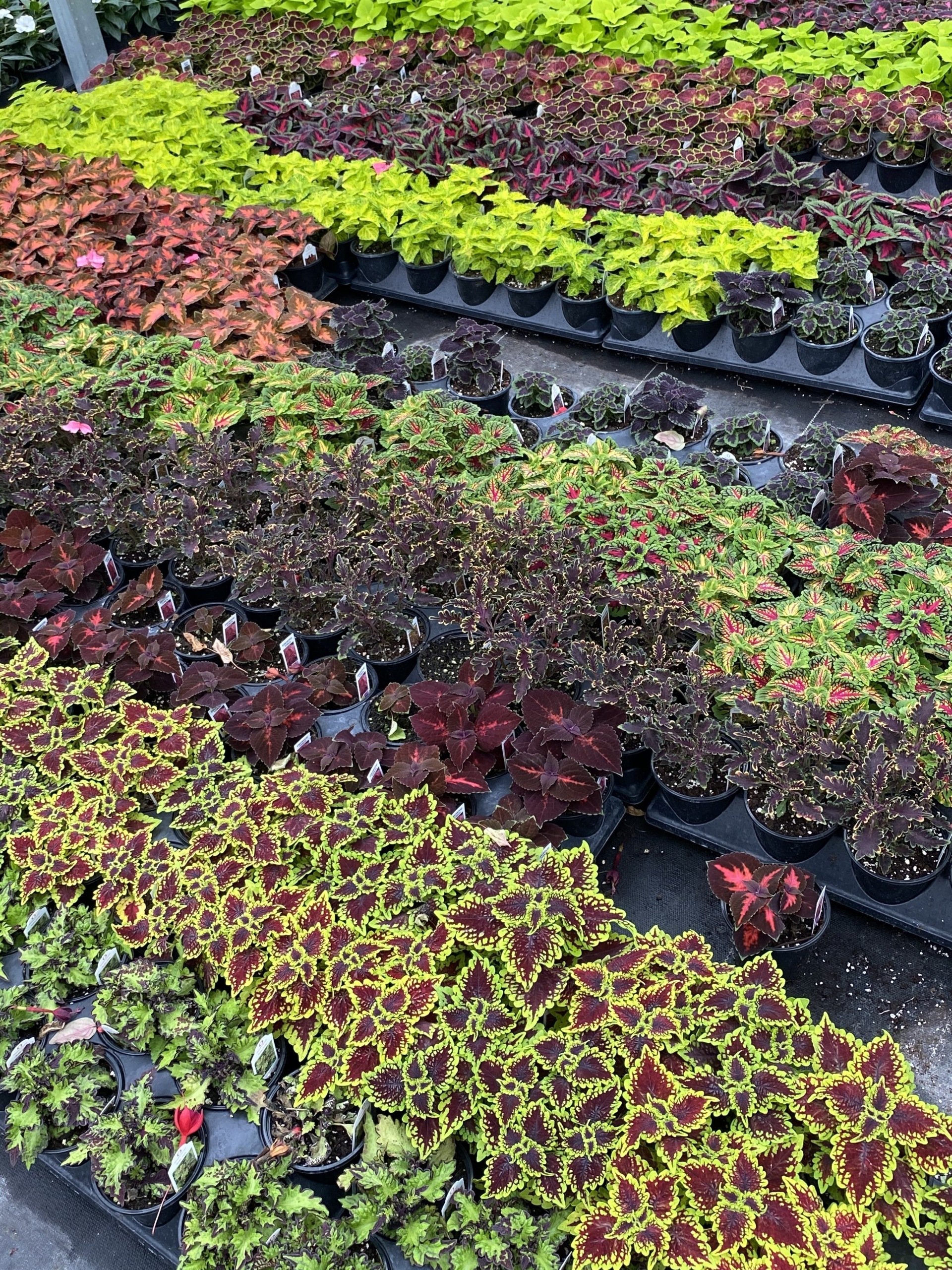 Accent Plants Flowering Annuals CNY I Spring Plants Flowers CNY I ...