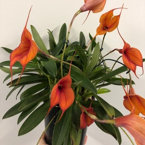 Masdevallia Orchids