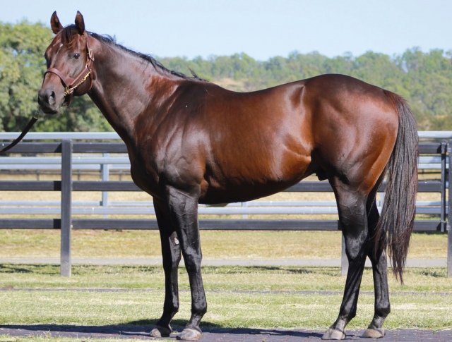 Qld Stallion Pedigrees - Thoroughbred Breeders Queensland Association