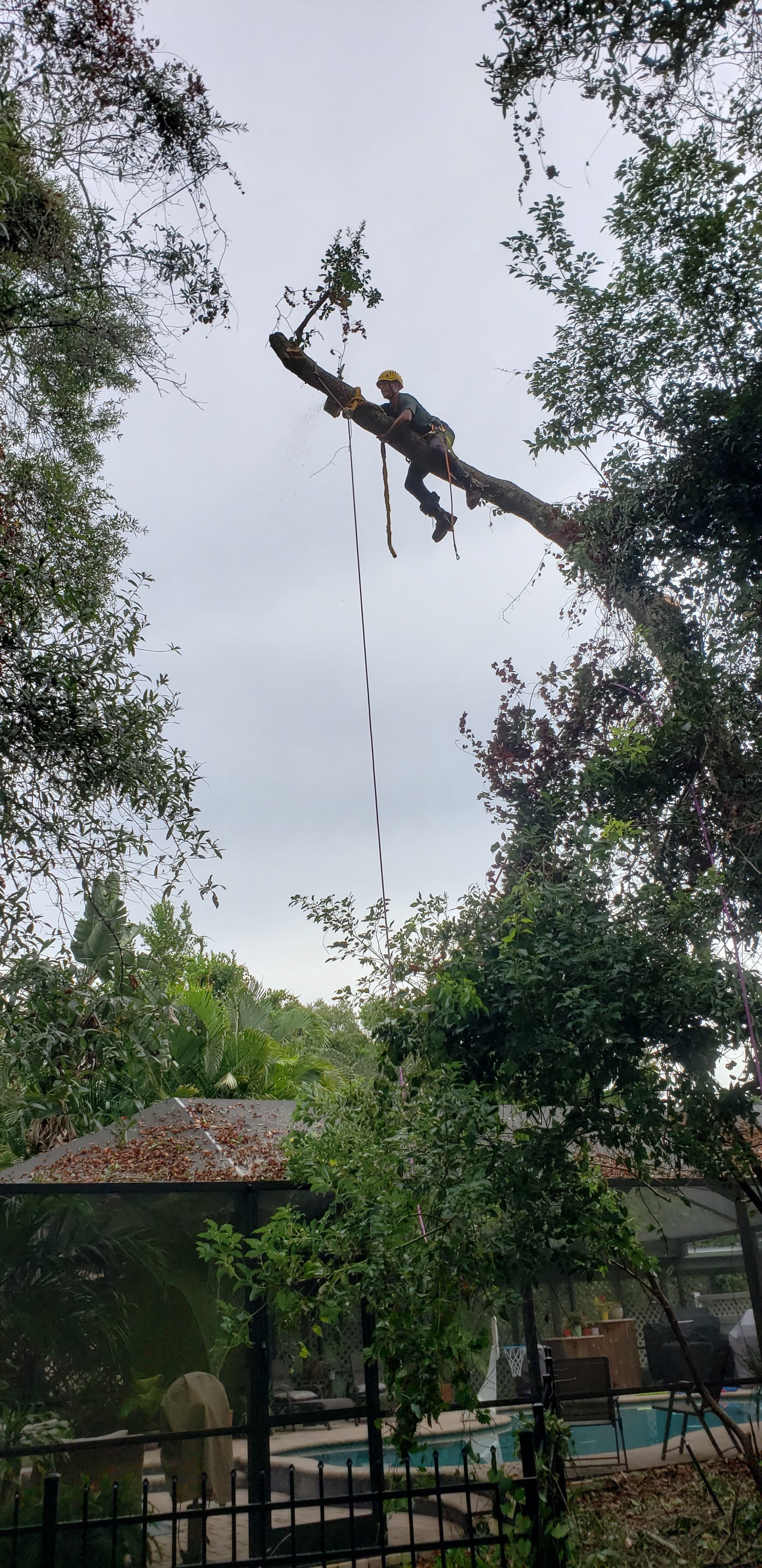 Tree Removal | Commercial and Real Estate Tree Specialist | Walker Tree ...