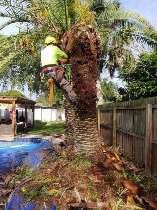 Tree Removal | Palm Harbor, FL - Walker Tree Service