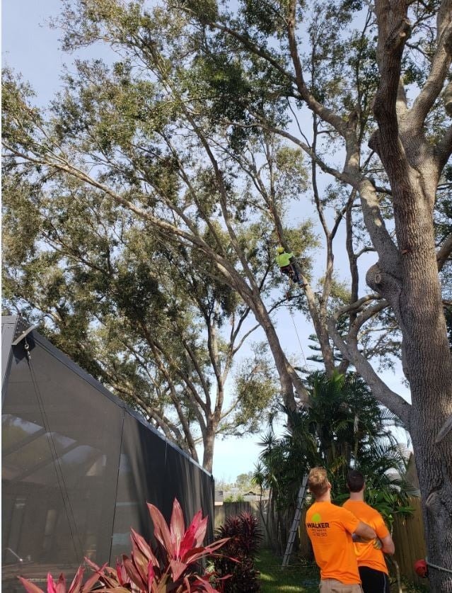 Tree Removal | Palm Harbor, FL - Walker Tree Service